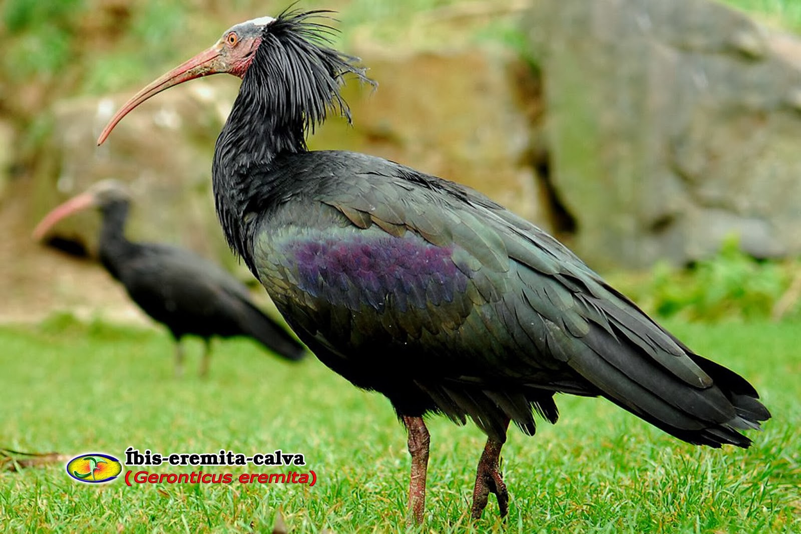 Zoologia: Íbis-eremita-calvo (Geronticus eremita)